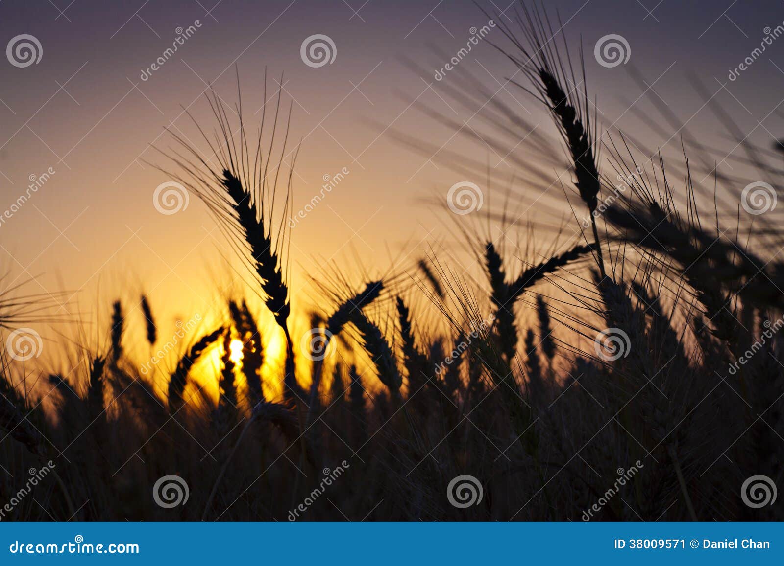 Wheat field at sunset stock image. Image of sunset, crop - 38009571