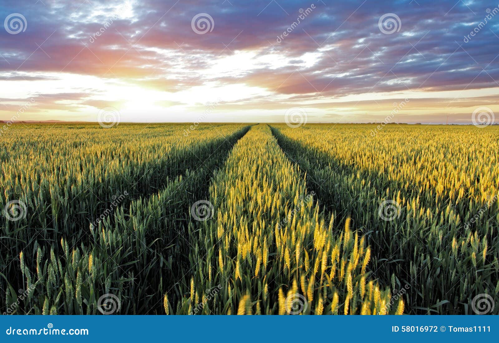Wheat field at sunset stock photo. Image of barley, mountain - 58016972
