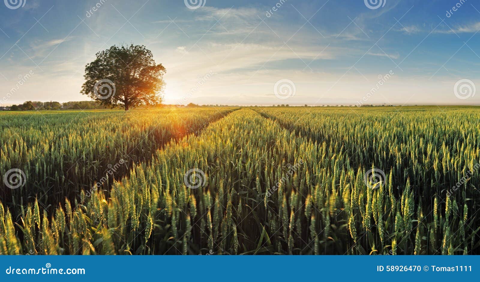 Wheat field at sunset stock photo. Image of panorama - 58926470