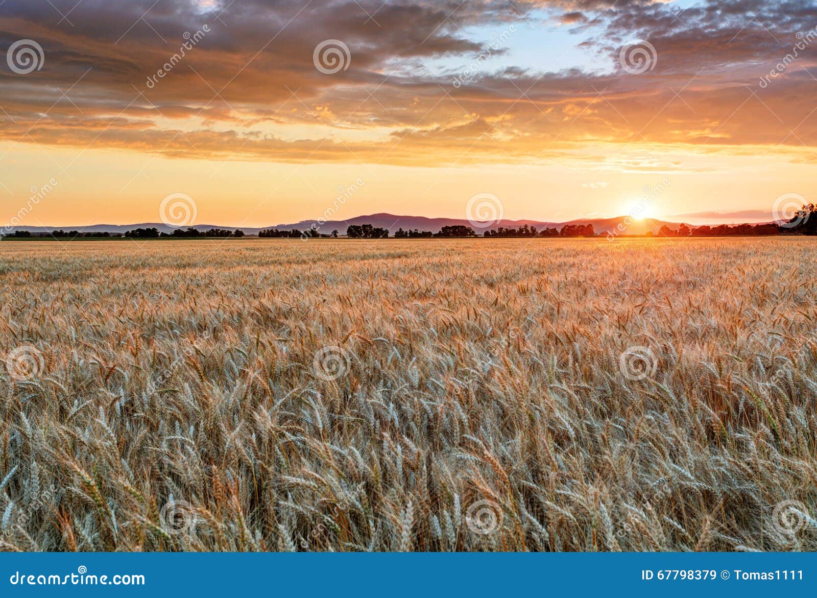 Wheat field at sunset stock image. Image of meadow, agriculture - 67798379