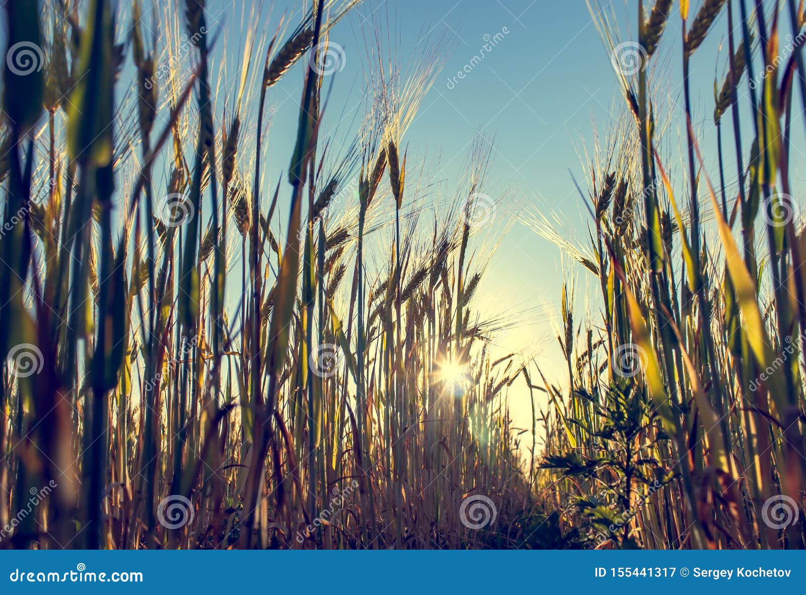 Wheat Field at Sunset. Beautiful Evening Landscape with Spikelets Stock ...