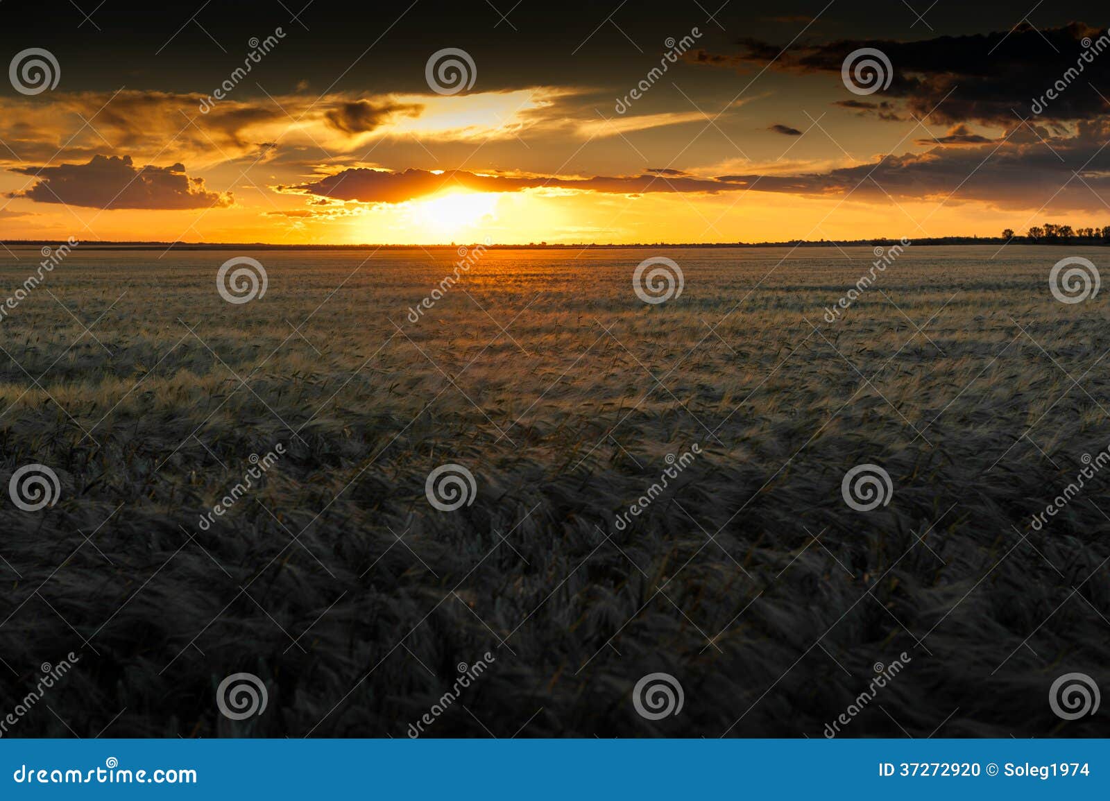 Wheat field sunset stock photo. Image of night, evening - 37272920