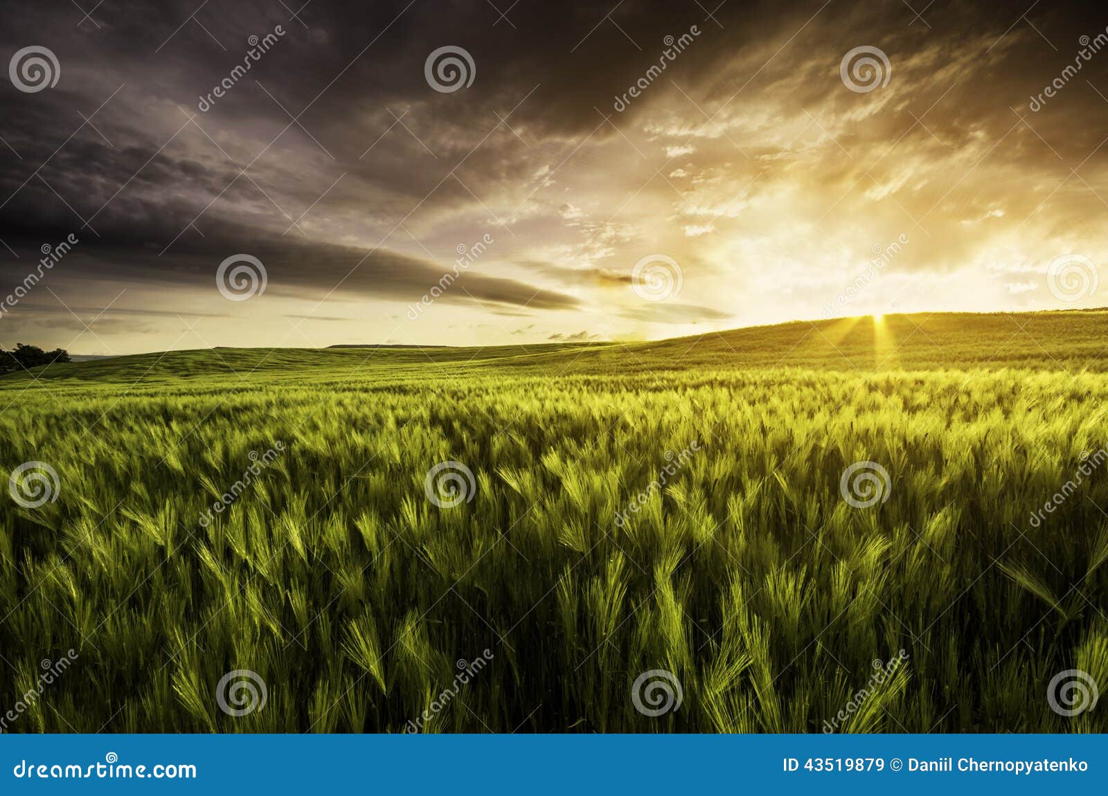 Wheat Field at Sunset with Dramatic Sky Stock Image - Image of cloud ...