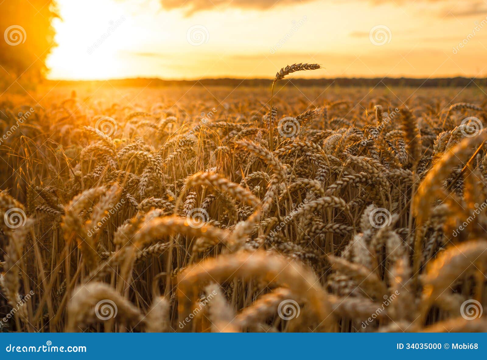 Wheat field at sunset stock photo. Image of sunlight - 34035000
