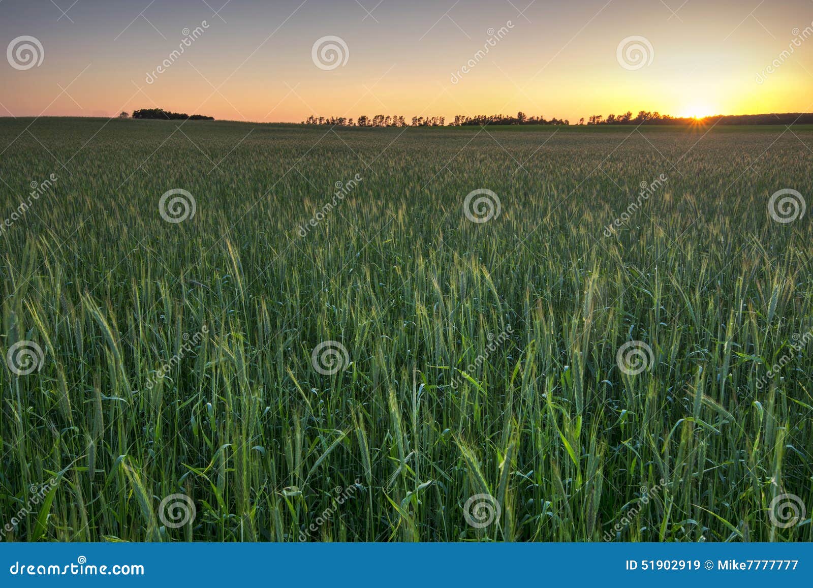 Wheat Field at Sunset, Midwest, USA Stock Image - Image of meadow ...