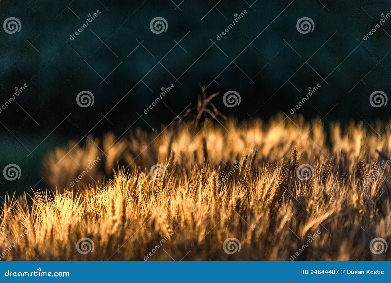 Wheat Field in Sunset Night Stock Image - Image of growth, nature: 94844407