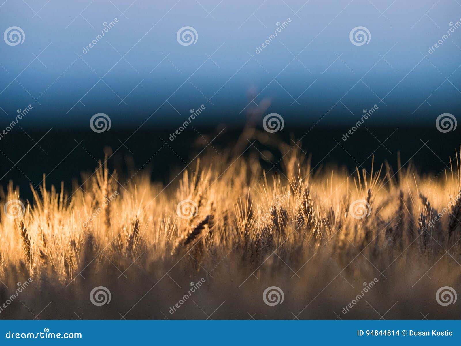 Wheat Field in Sunset Night Stock Photo - Image of healthy, grain: 94844814