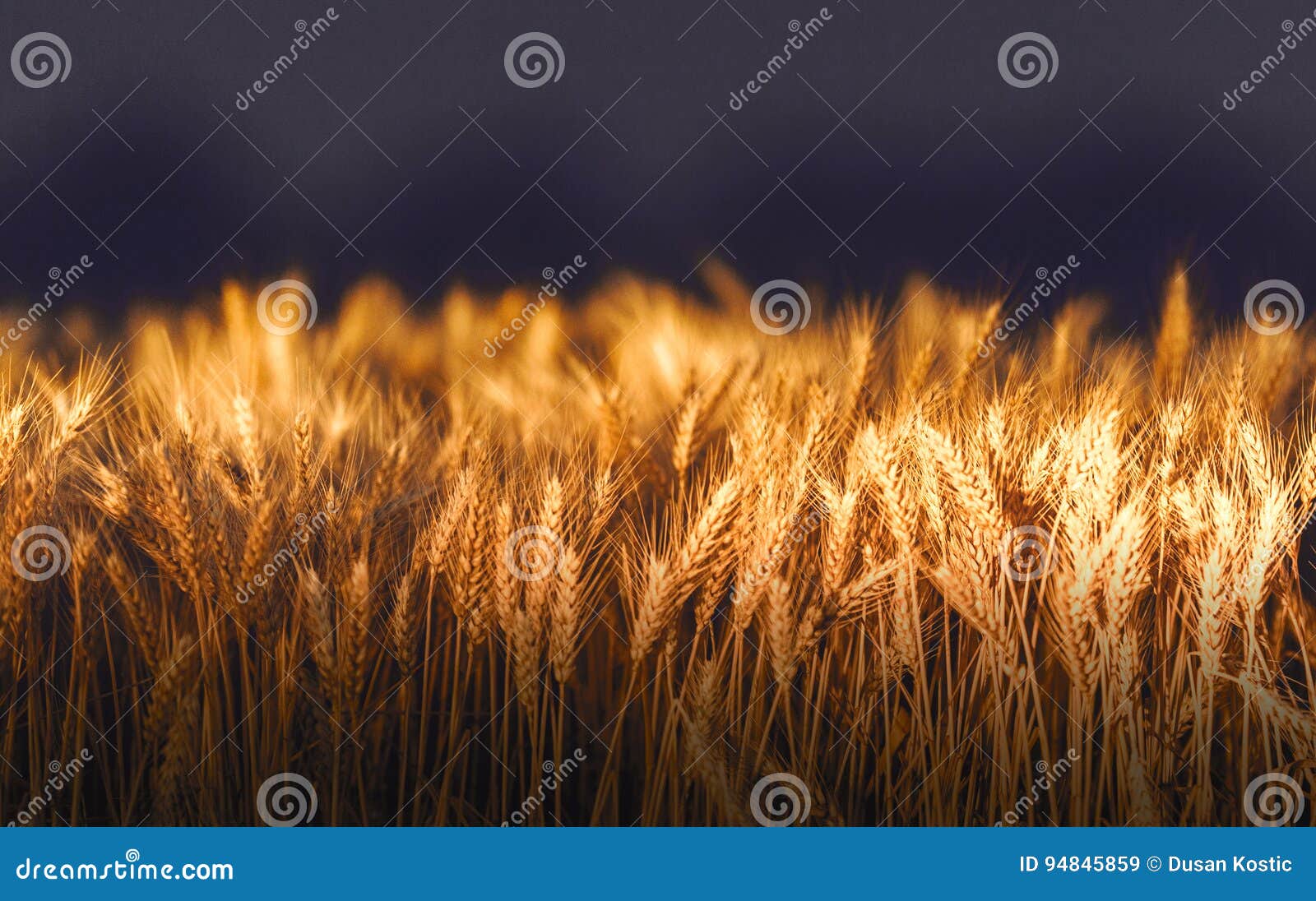 Wheat Field in Sunset Night Stock Image - Image of beauty, dusk: 94845859