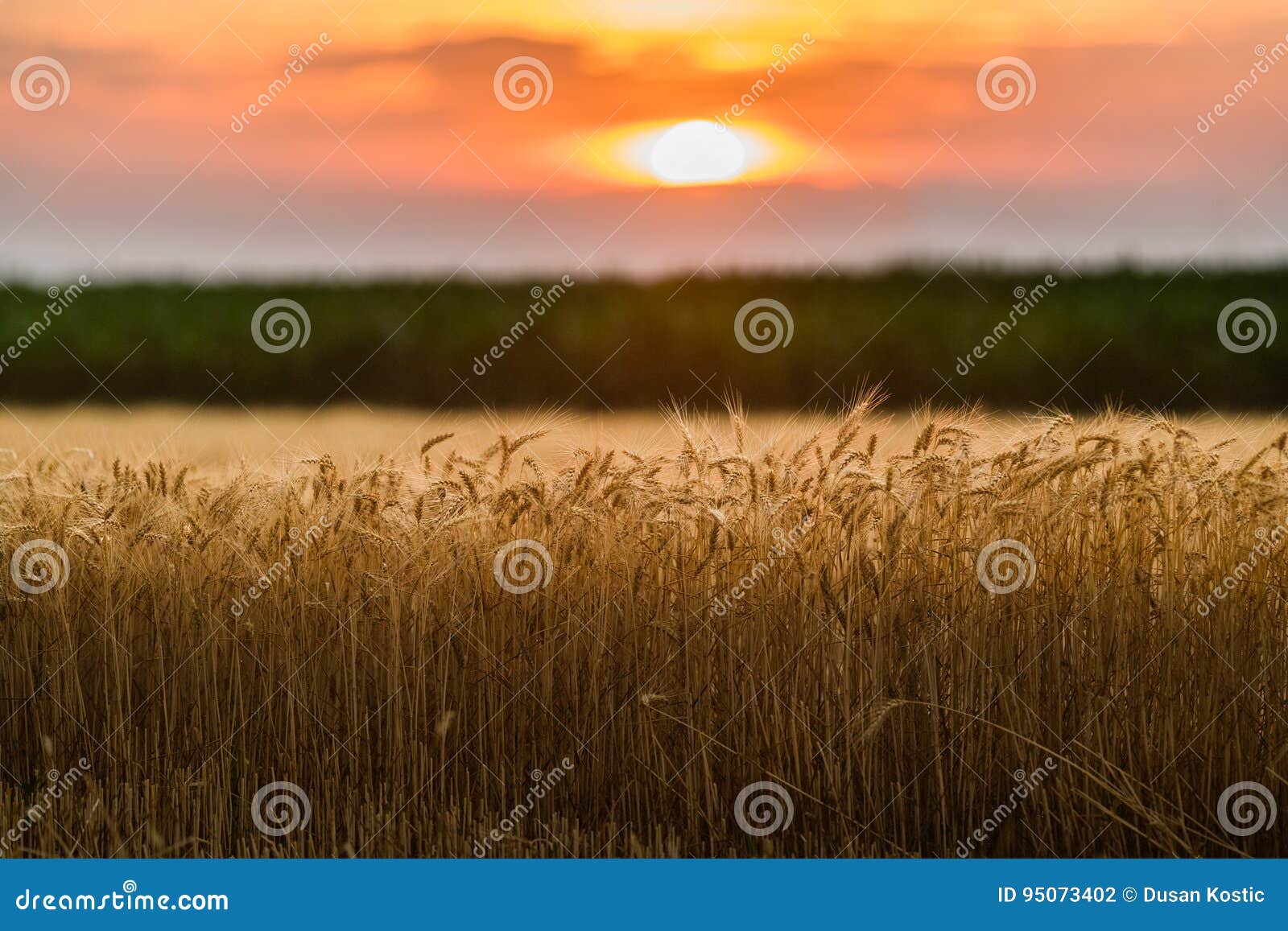 Wheat Field in Sunset Night Stock Photo - Image of beauty, night: 95073402