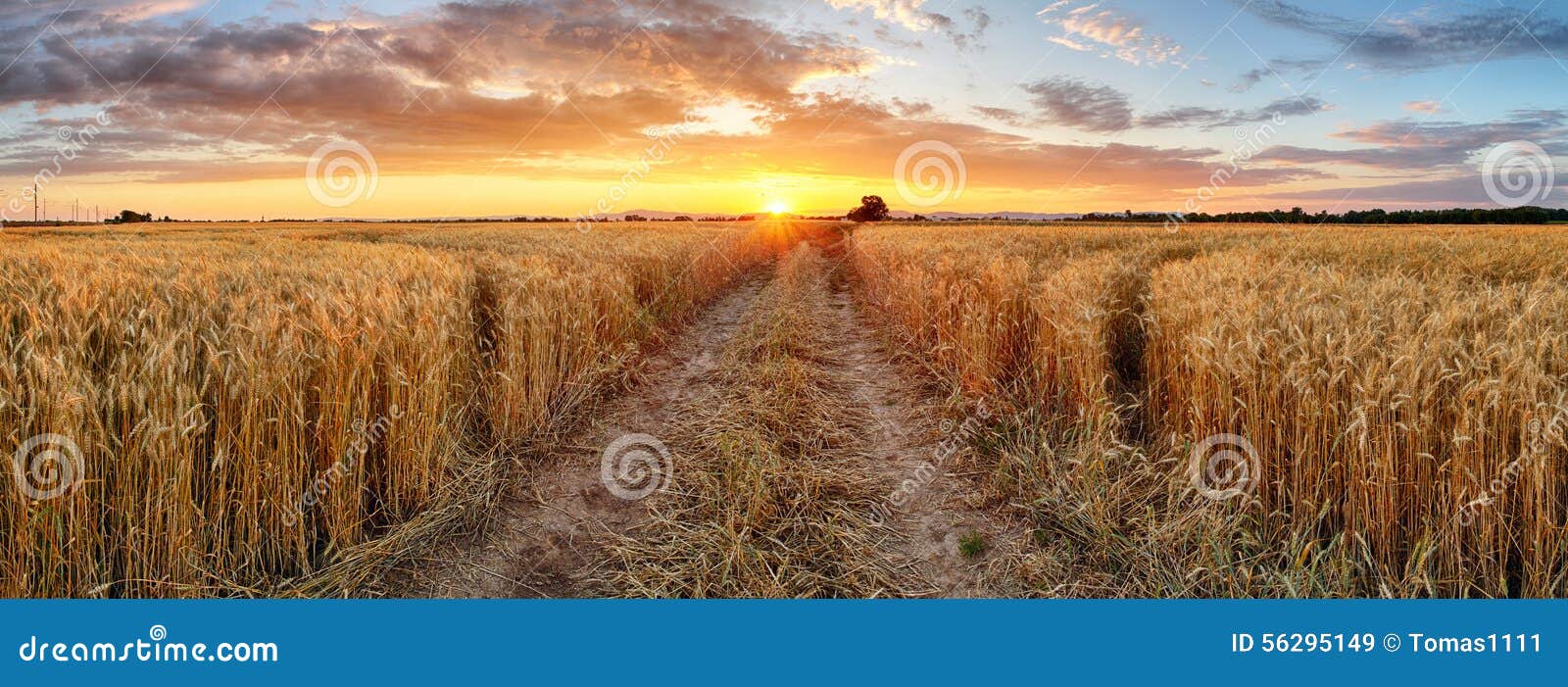 Wheat Field at Sunset, Panorama Stock Image - Image of background ...