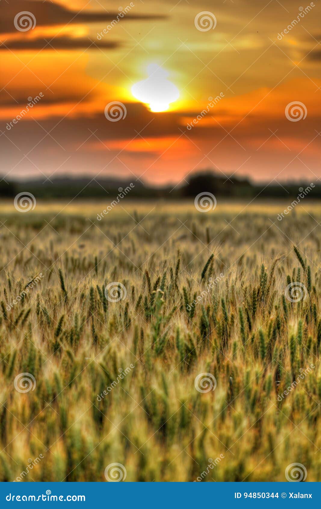 Wheat field at sunset stock photo. Image of business - 94850344