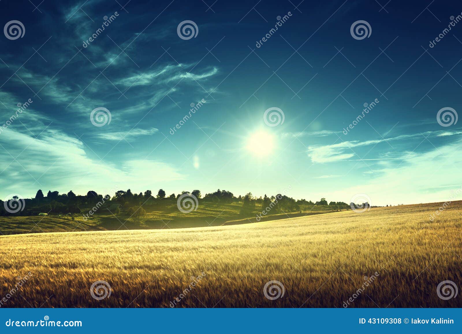 Wheat field in sunset time stock photo. Image of autumn - 43109308