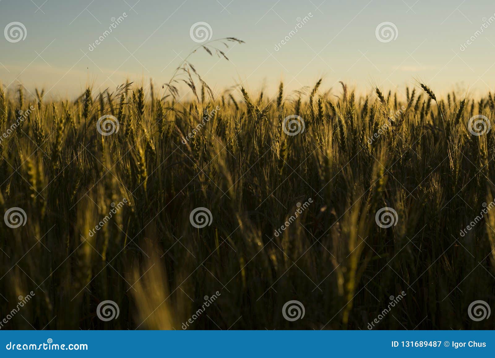 Wheat field at sunset stock image. Image of bread, nature - 131689487