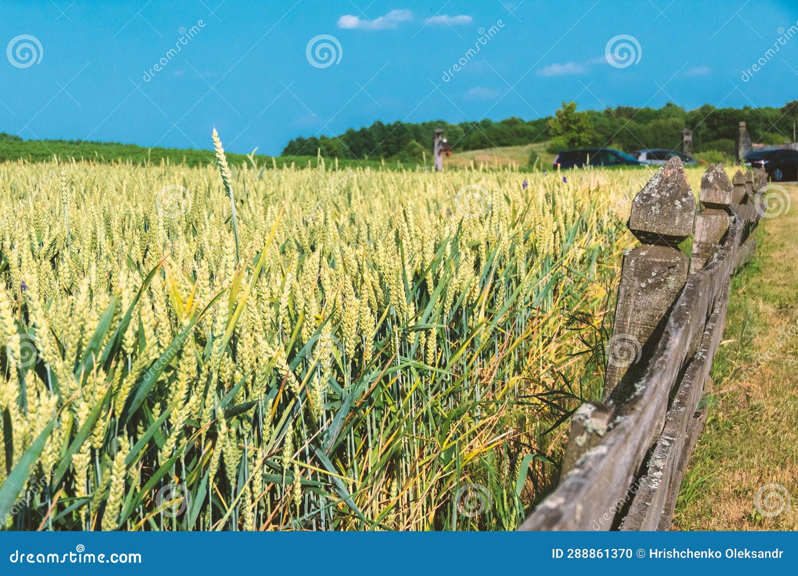 The Wheat Field is Surrounded by a Wooden Fence Stock Photo - Image of ...