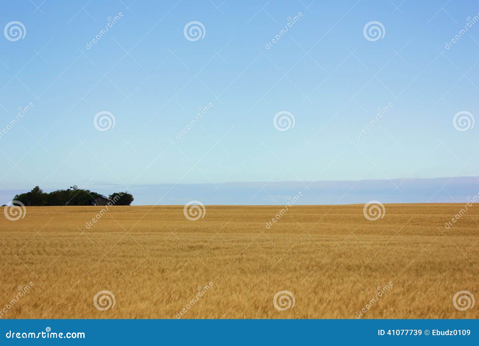 Wheat Field stock image. Image of fields, texas, meadows - 41077739