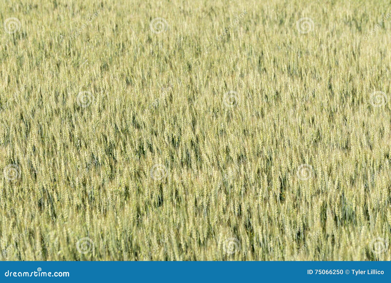 29,367 Wheat Field Texture Stock Photos - Free & Royalty-Free Stock ...