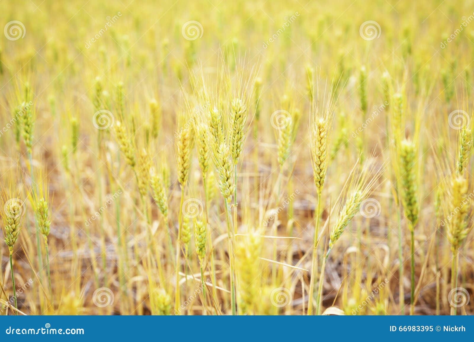 Wheat Field Texture stock image. Image of environment - 66983395