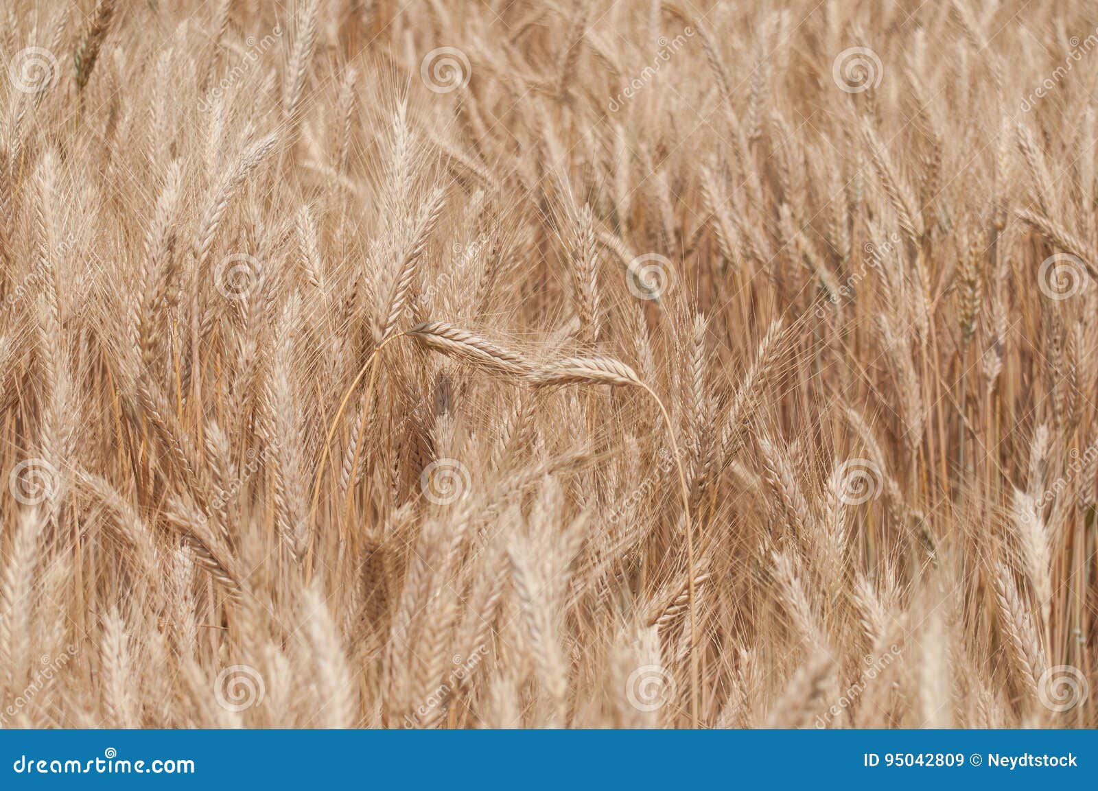 Wheat field texture stock image. Image of harvest, crop - 95042809