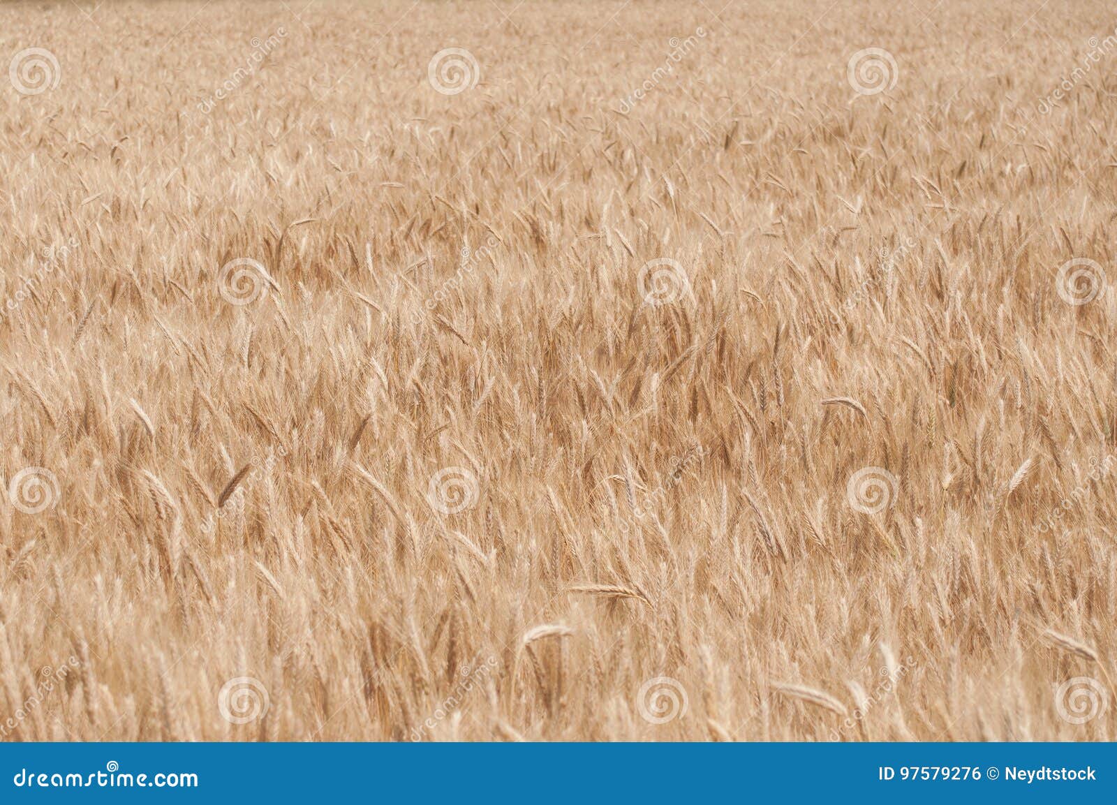 Wheat field texture stock photo. Image of farming, seed - 97579276