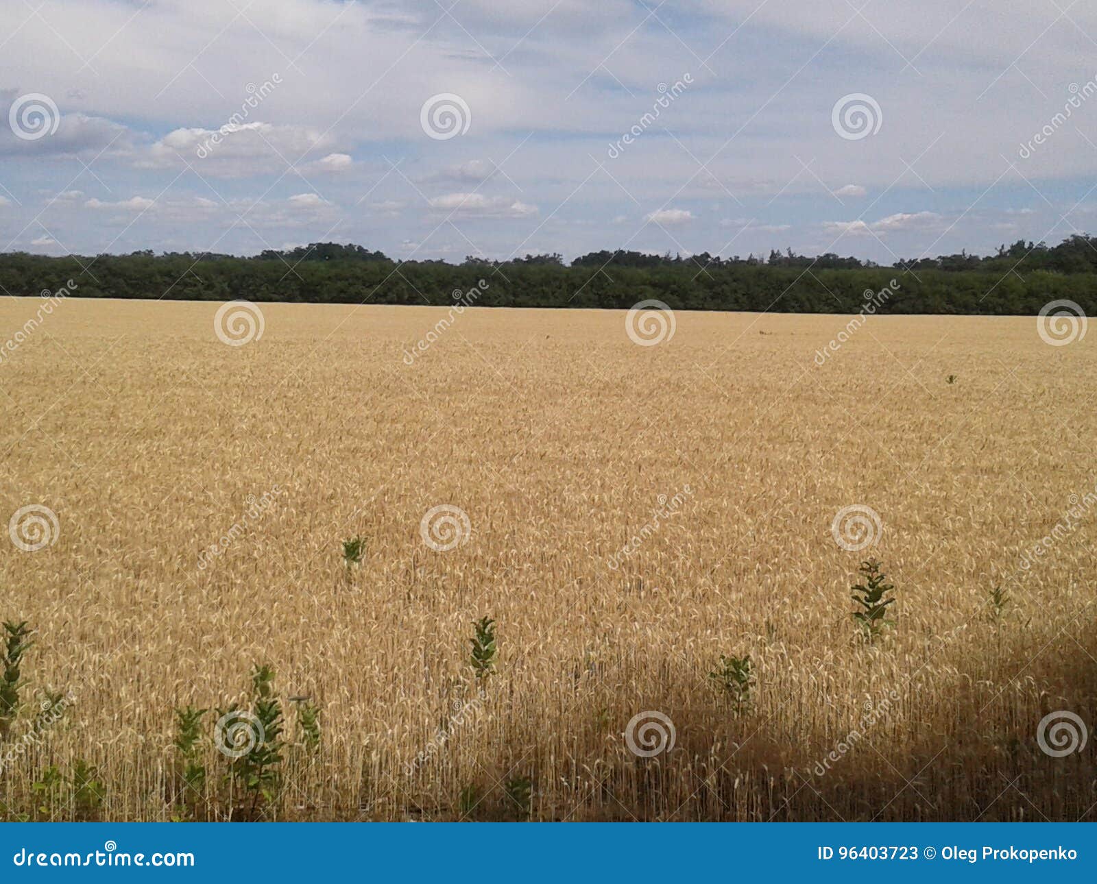 Wheat Field Texture of Hay Agriculture Stock Image - Image of crop ...