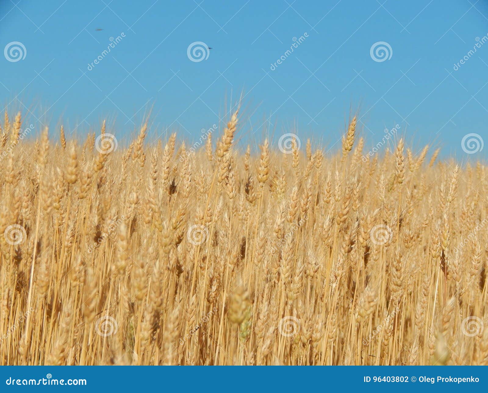 Wheat Field Texture of Hay Agriculture Stock Photo - Image of golden ...
