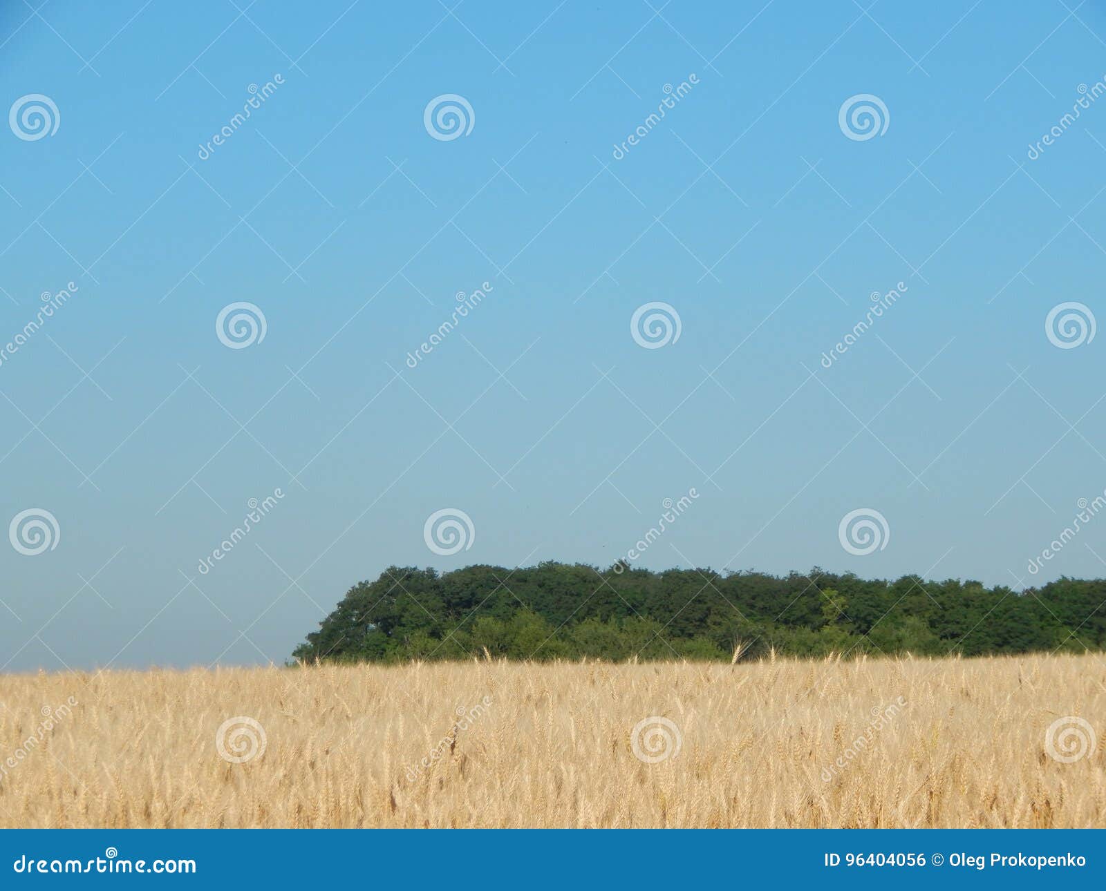 Wheat Field Texture of Hay Agriculture Stock Photo - Image of natural ...