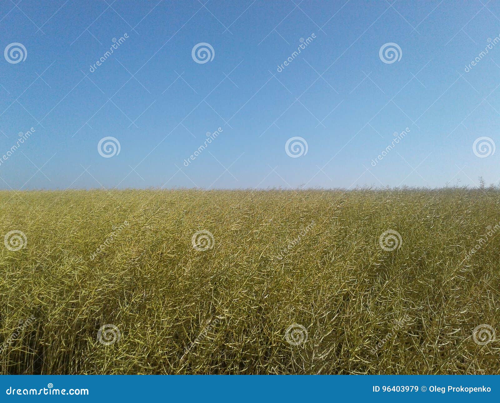 Wheat field texture of hay stock image. Image of farming - 96403979