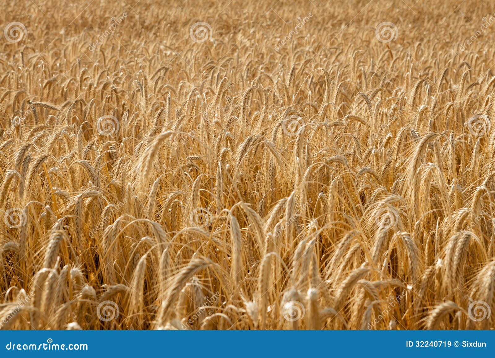 Wheat field texture stock image. Image of agricultural - 32240719