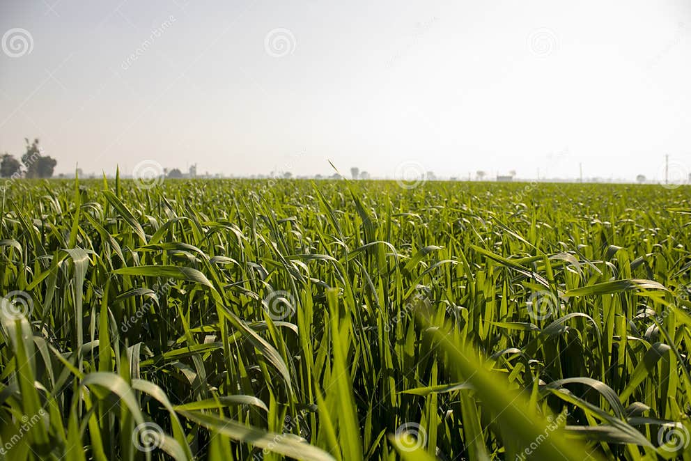 Wheat Field in Tillering Stage Stock Photo - Image of bright, horizon ...