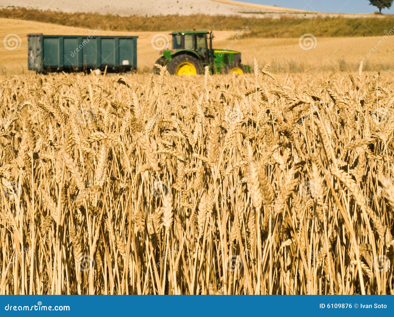 Wheat field and tractor editorial photo. Image of harvesting - 6109876