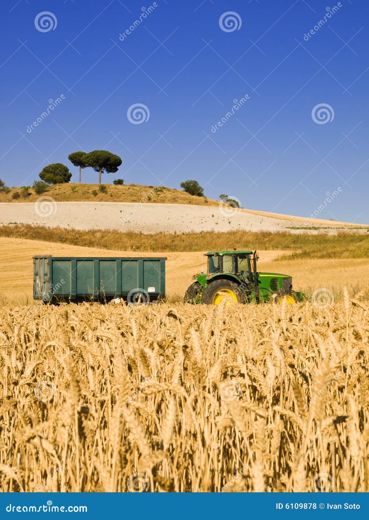 Wheat field and tractor editorial stock photo. Image of harvesting ...