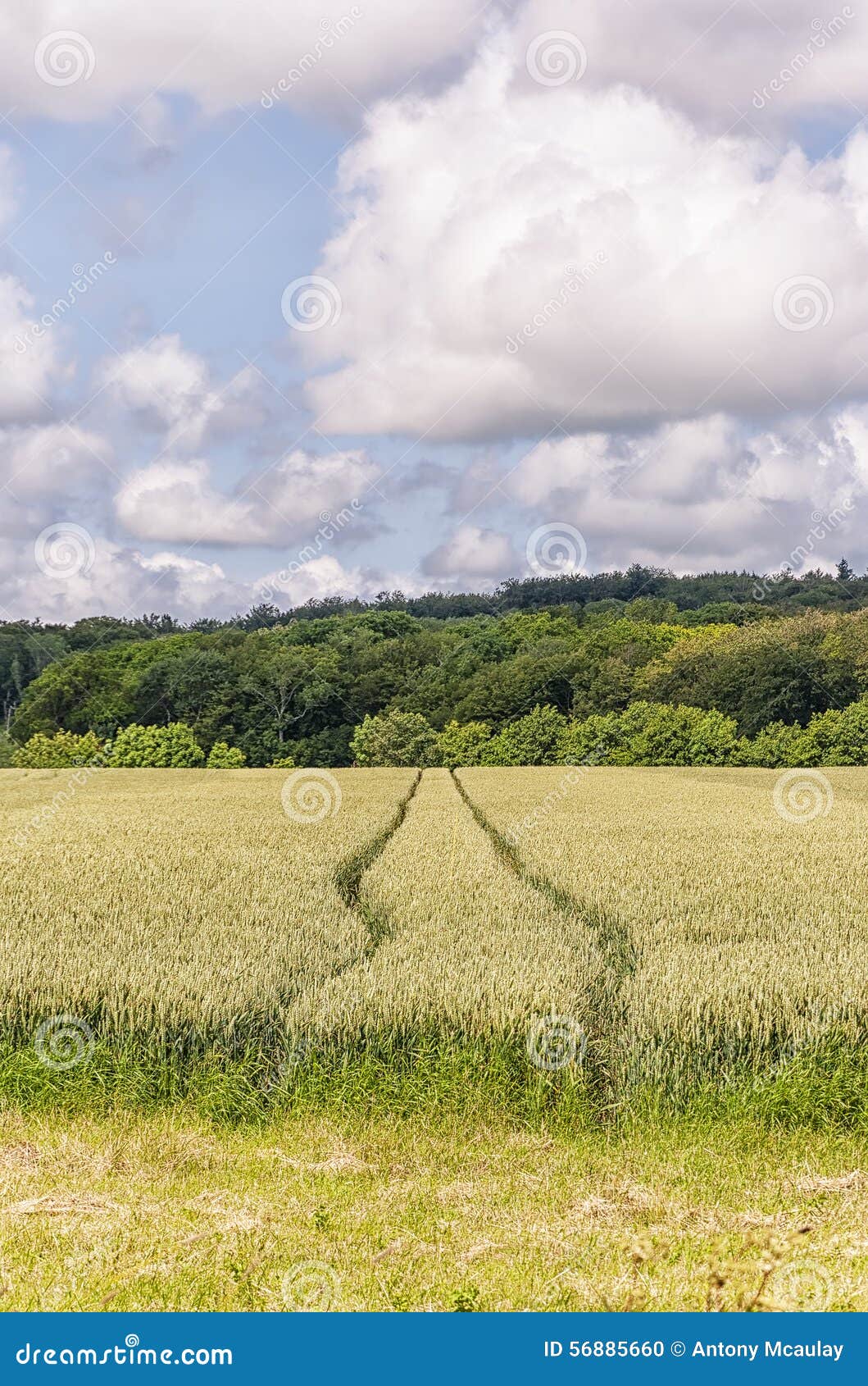 Wheat Field and Tractor Tracks Stock Photo - Image of harvest ...