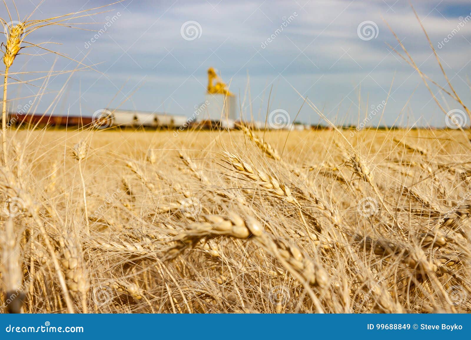 Wheat Field with Train Passing Grain Elevator Stock Image - Image of ...
