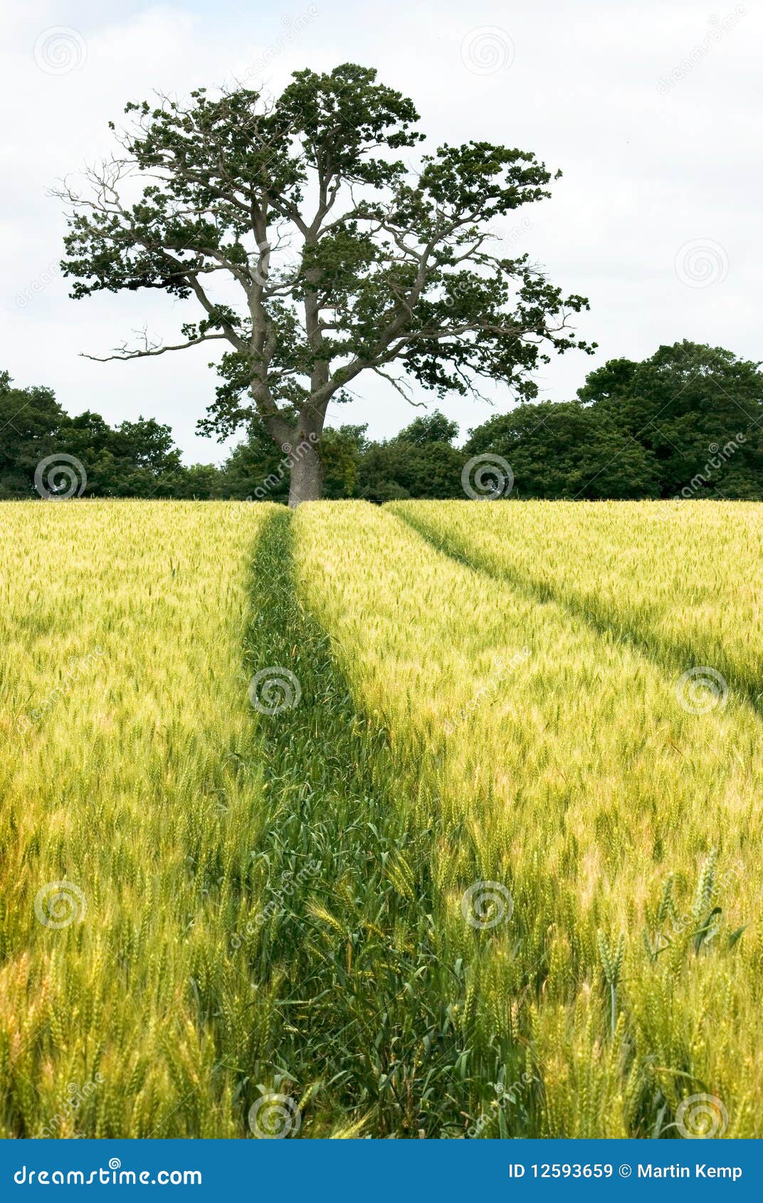 Wheat Field and Tree stock image. Image of scenery, rural - 12593659