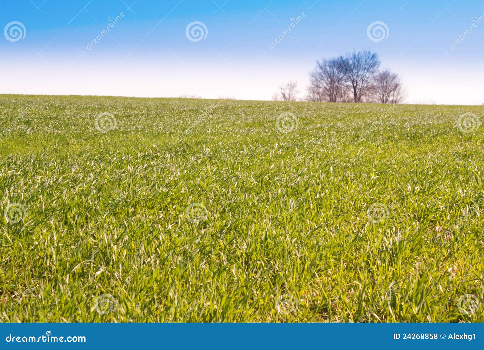 Wheat field with tree stock photo. Image of horizon, green - 24268858