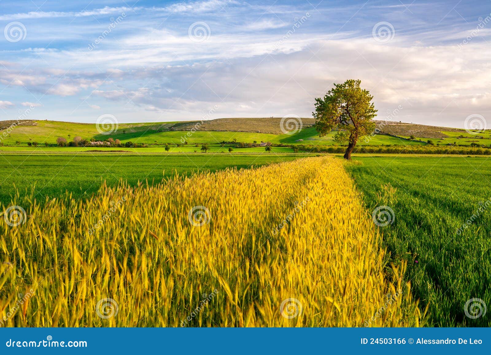 Wheat Field with a Tree stock photo. Image of yellow - 24503166