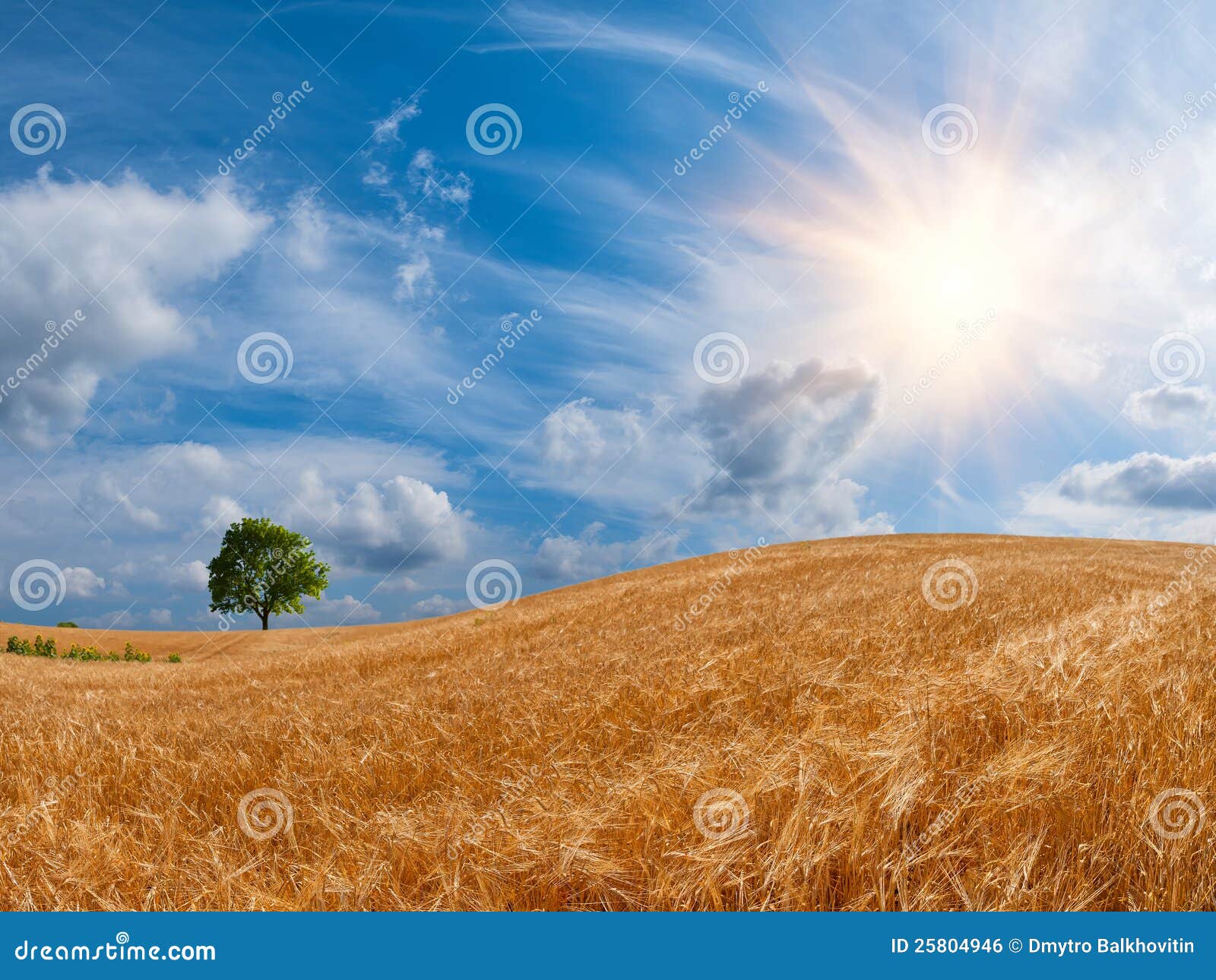 Wheat field with a tree stock photo. Image of plant, field - 25804946