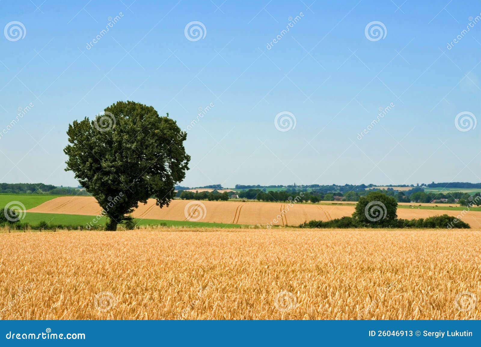 Wheat field and tree stock image. Image of empty, earth - 26046913