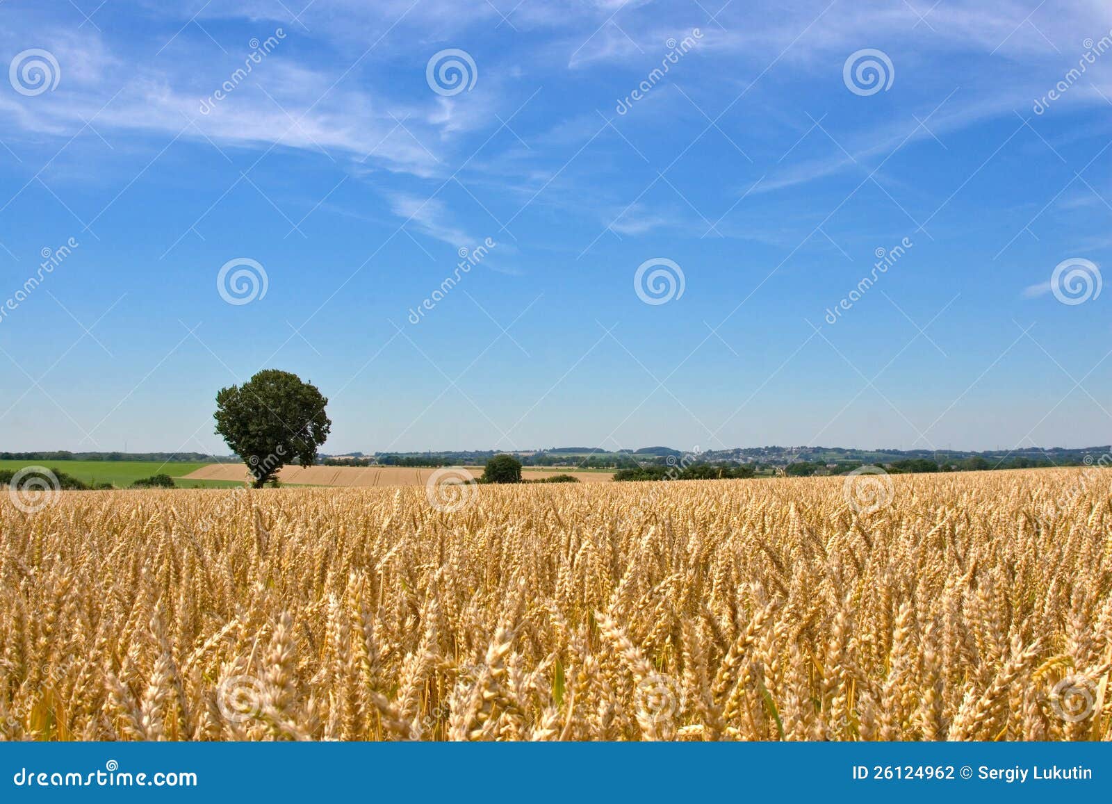Wheat field and tree stock photo. Image of grain, plants - 26124962