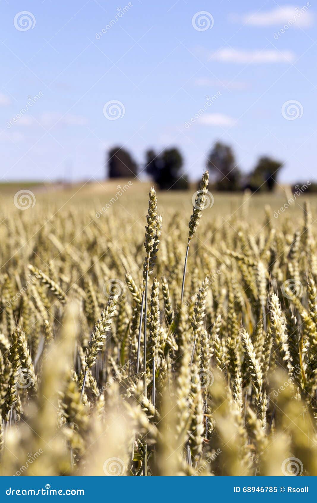 Wheat field, tree stock image. Image of agriculture, crop - 68946785