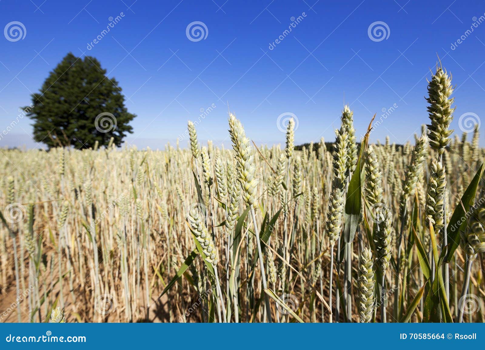 Wheat field, tree stock photo. Image of corn, locations - 70585664