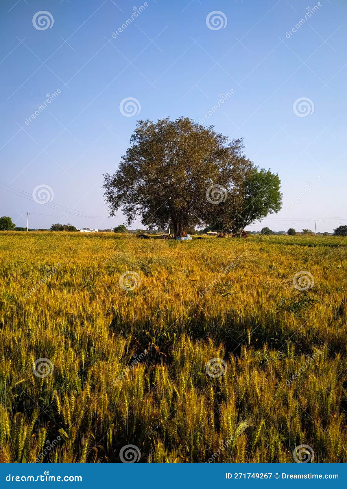 Wheat Field with a Tree in the Background Stock Image - Image of ...