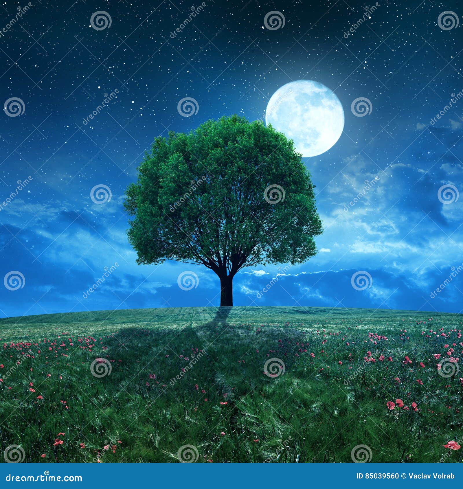 Wheat Field and Tree in Night Sky Stock Photo - Image of night, tree ...