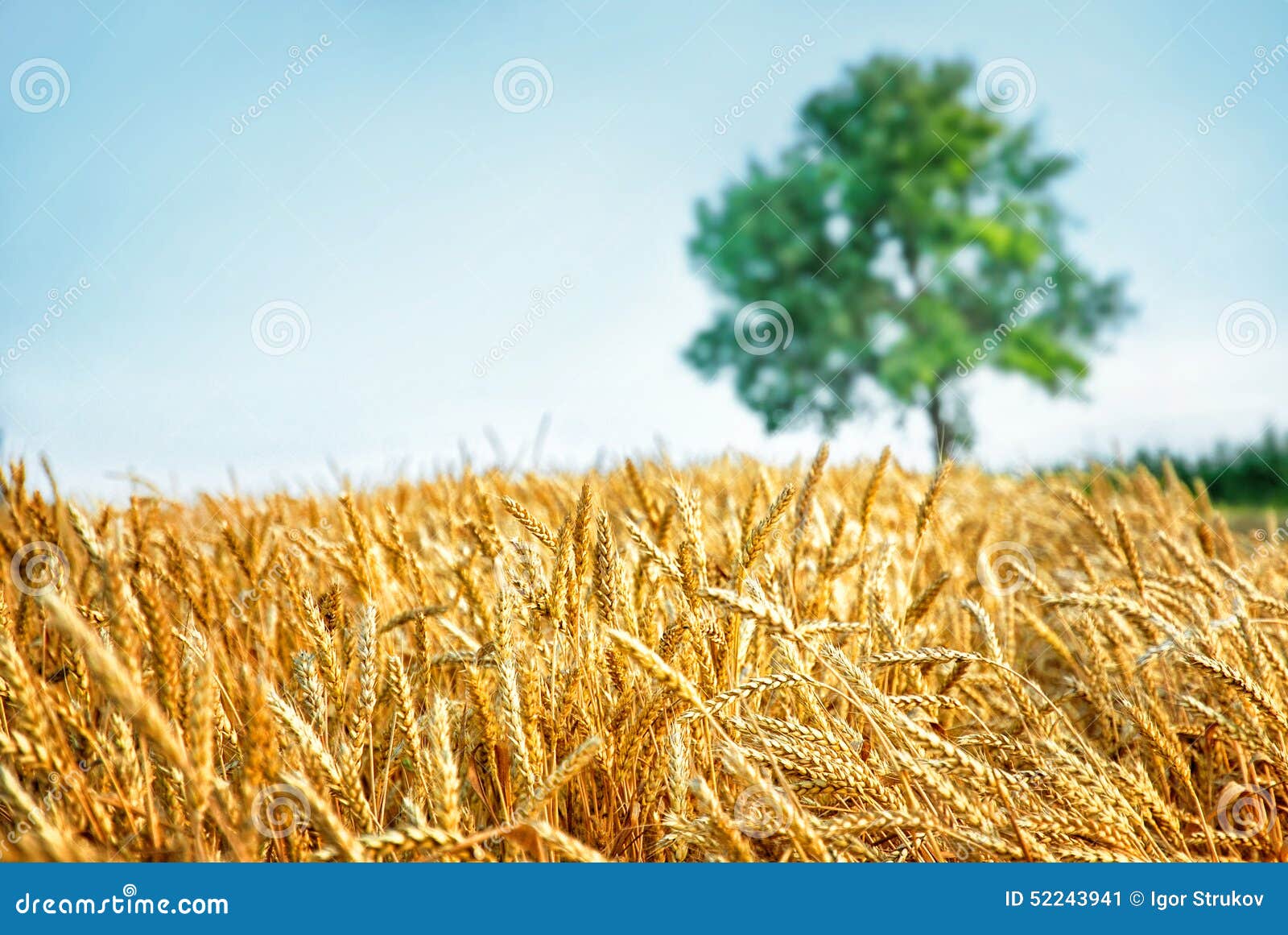 Wheat field and tree stock image. Image of farm, agriculture - 52243941