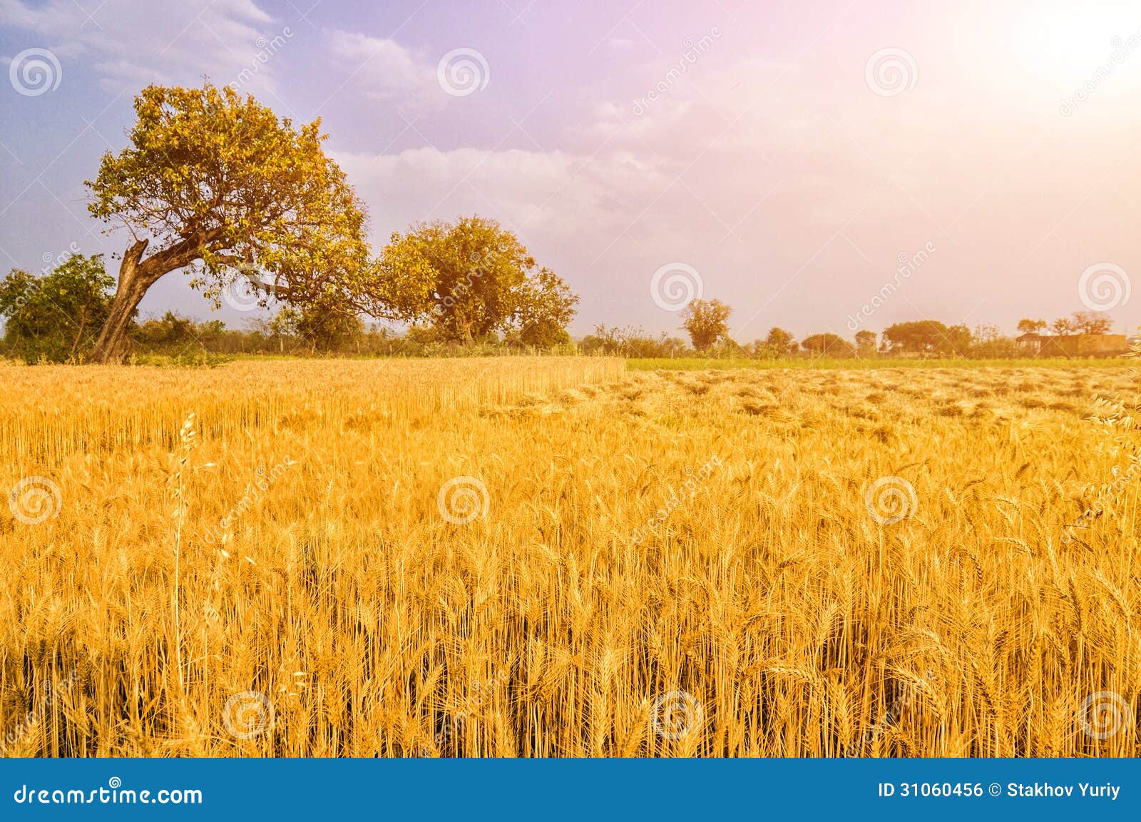 Wheat field stock photo. Image of environment, nature - 31060456