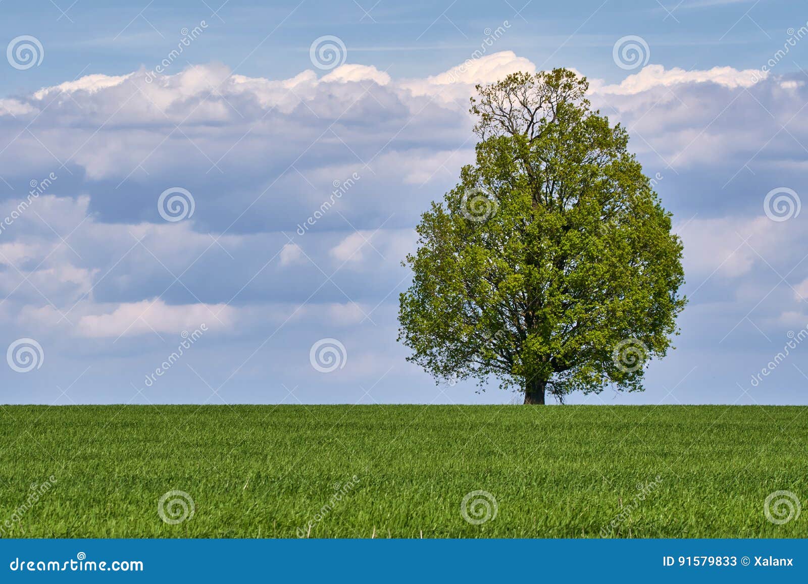 Wheat field with a tree stock image. Image of agriculture - 91579833
