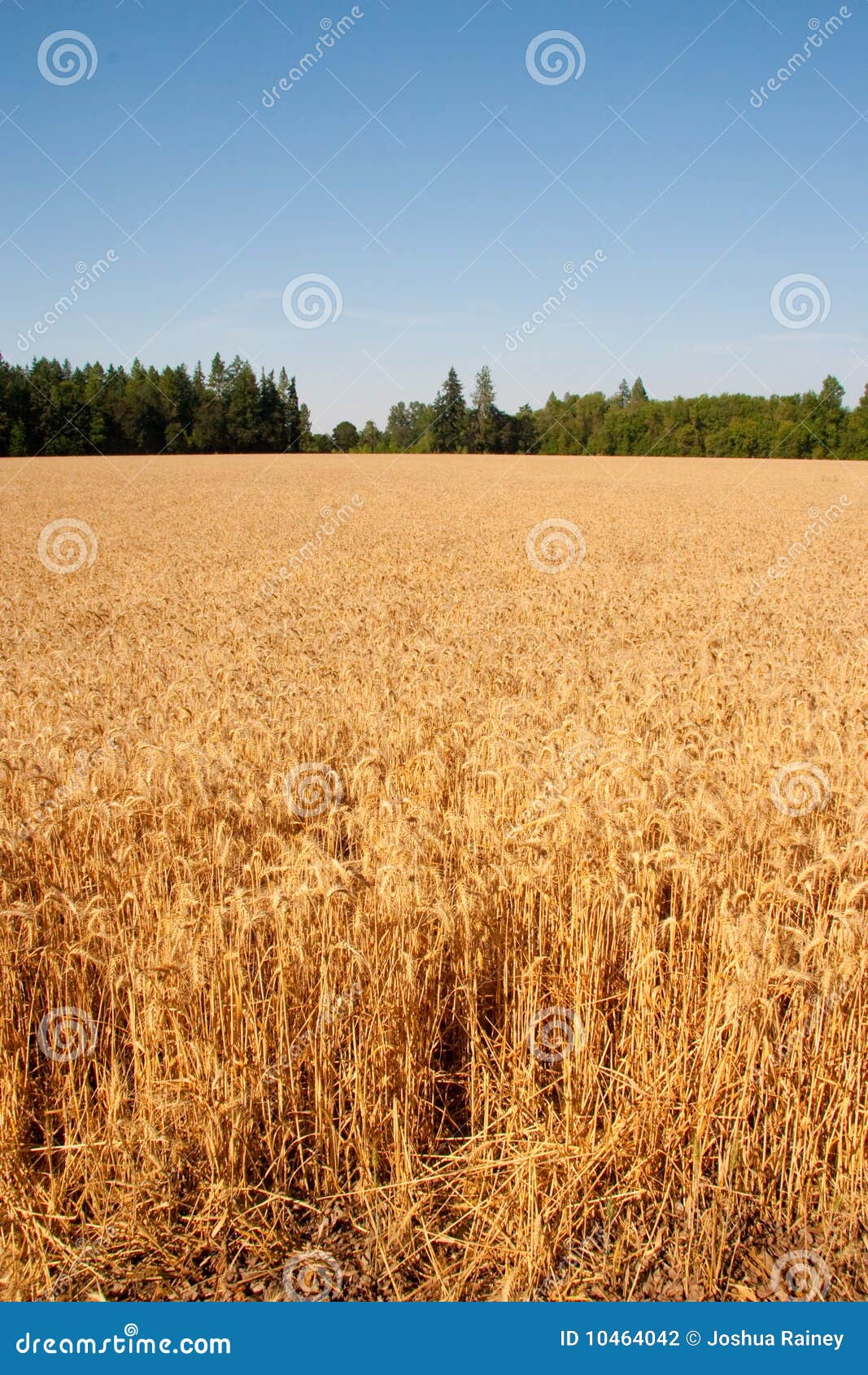 Wheat Field and Trees stock photo. Image of vertical - 10464042
