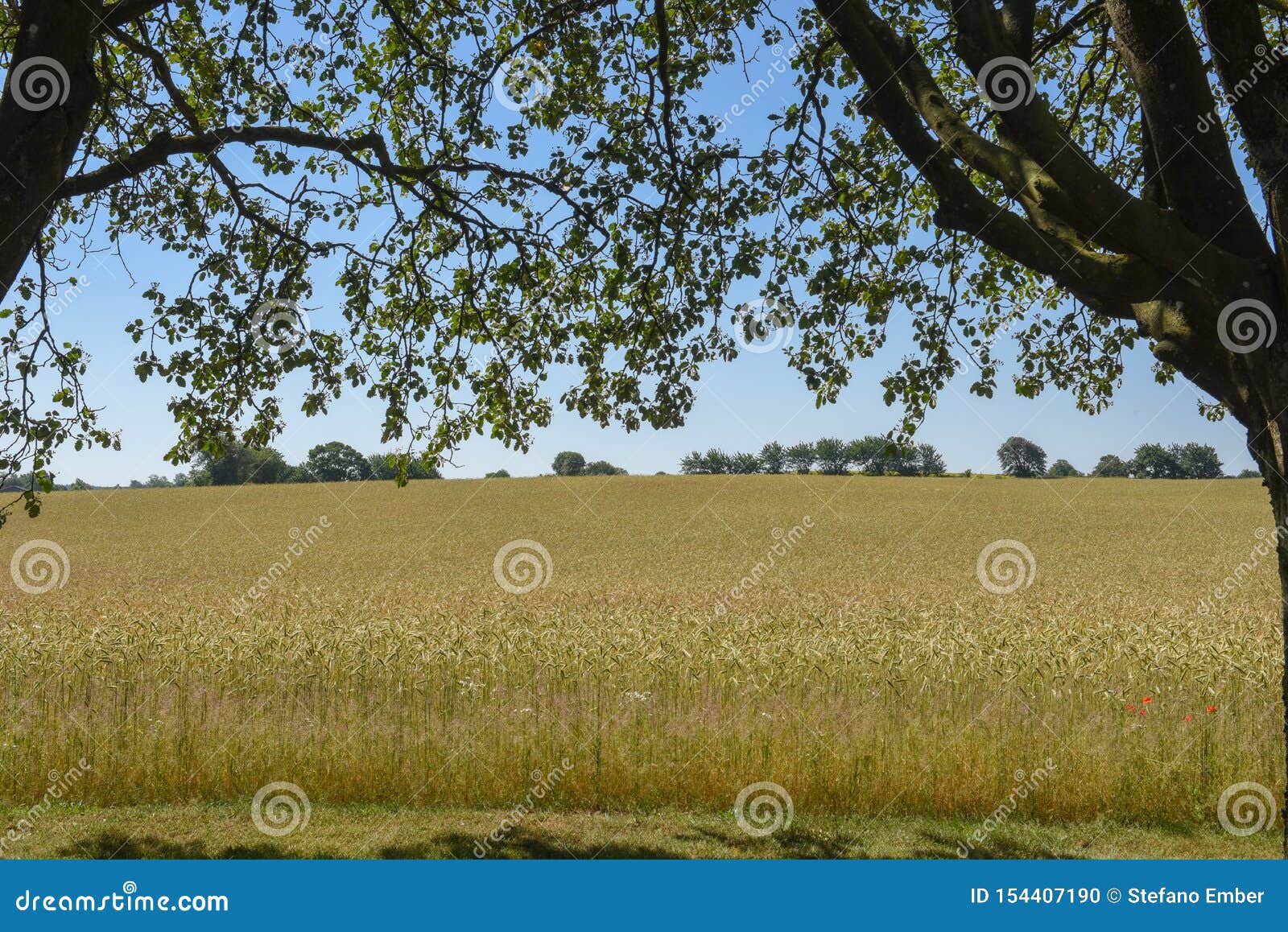 Tree-lined Avenue at Udshold in Denmark Stock Photo - Image of pavement ...