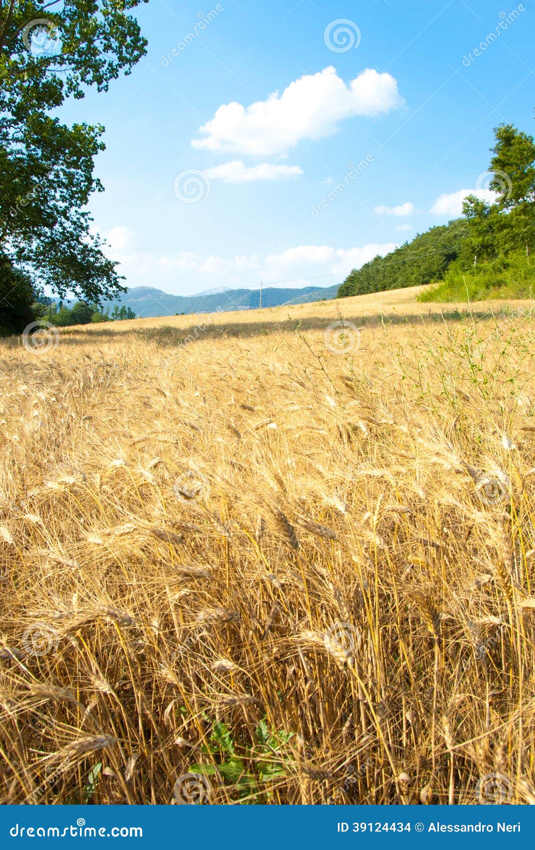 Wheat Field with Trees and Mountains Stock Photo - Image of food ...