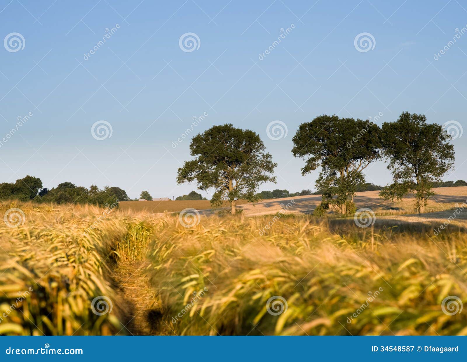 Wheat field and trees stock image. Image of crop, natural - 34548587